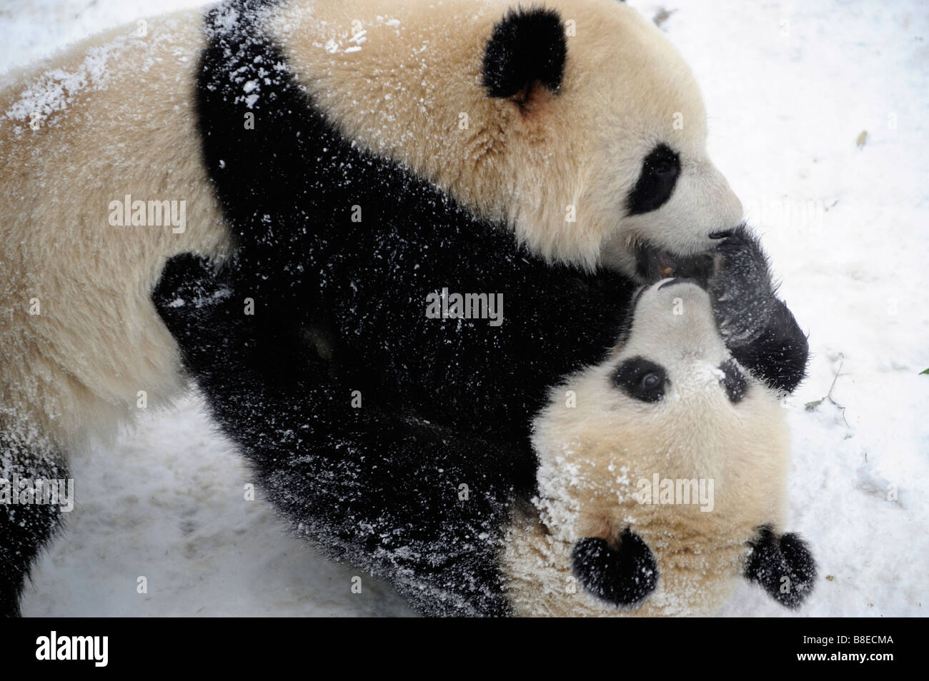 Giant pandas from the quake-hit area at the Beijing Zoo. 19-Feb-2009 ...