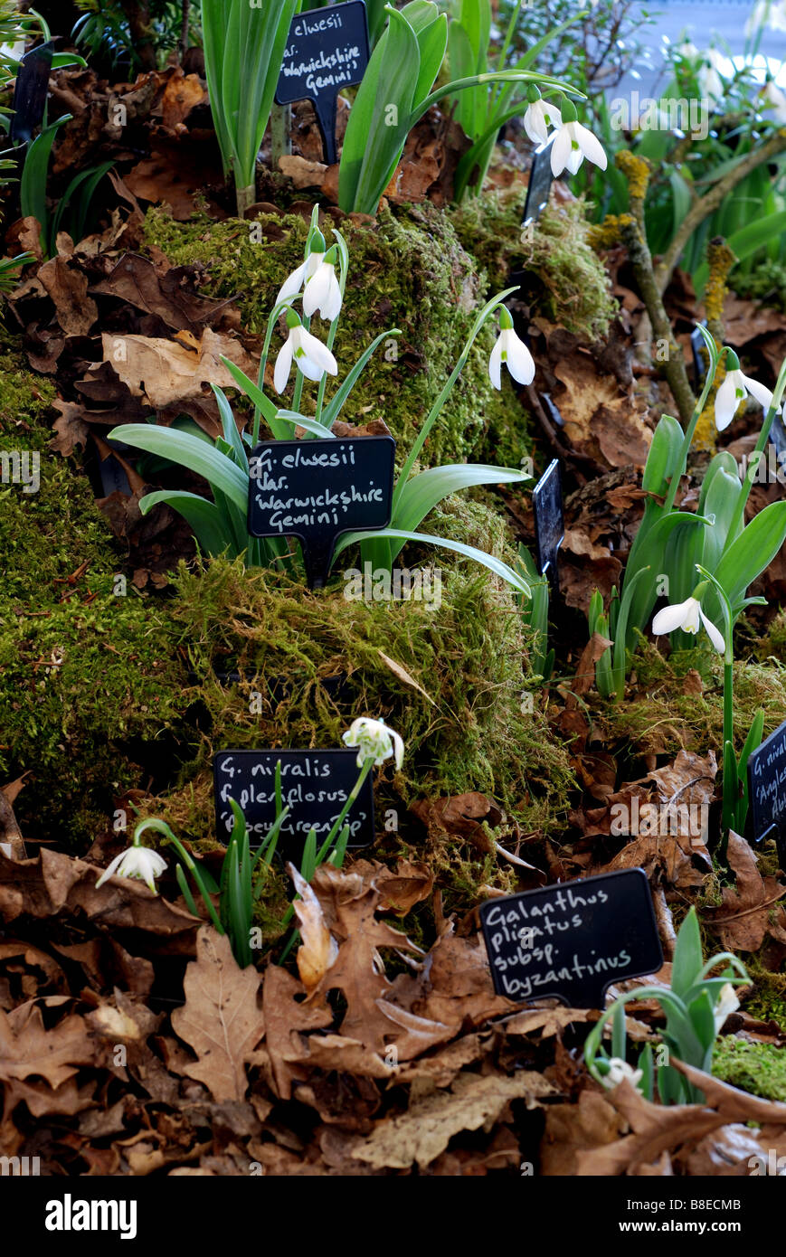 Display of snowdrop varieties Stock Photo - Alamy