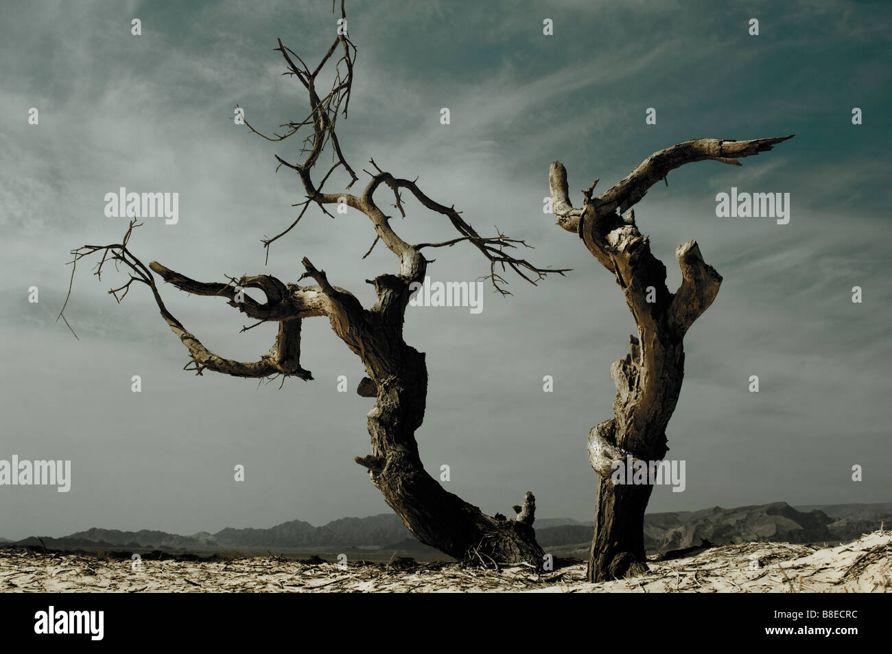 Twisted acacia hi-res stock photography and images - Alamy