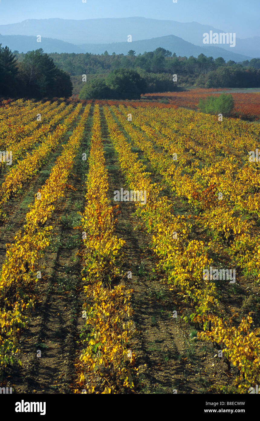 Autumn or Fall Vines or Vineyards, Côtes de Provence, Var Département ...