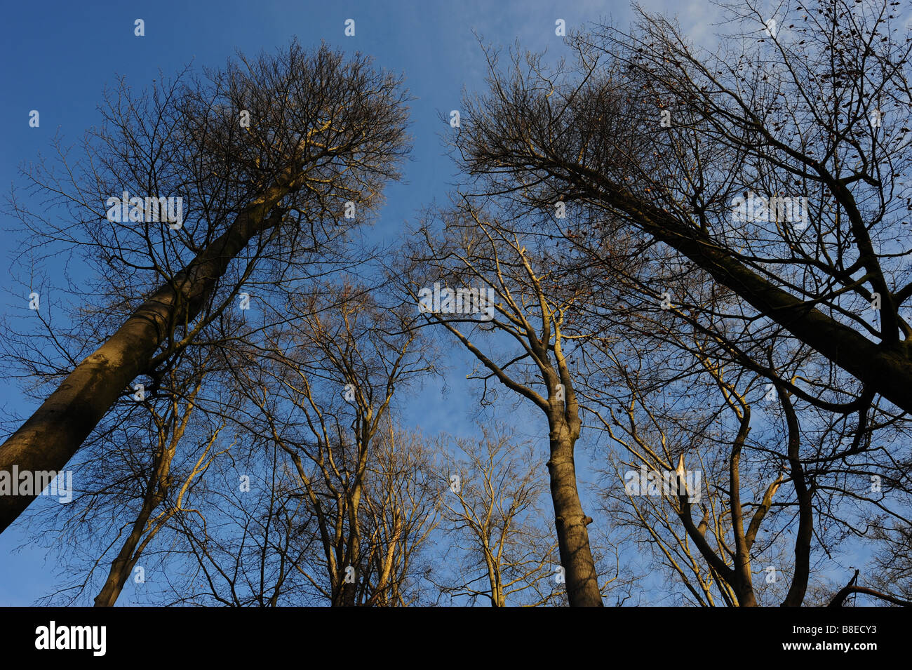 Trees in a forest seen from a low perspective Stock Photo - Alamy