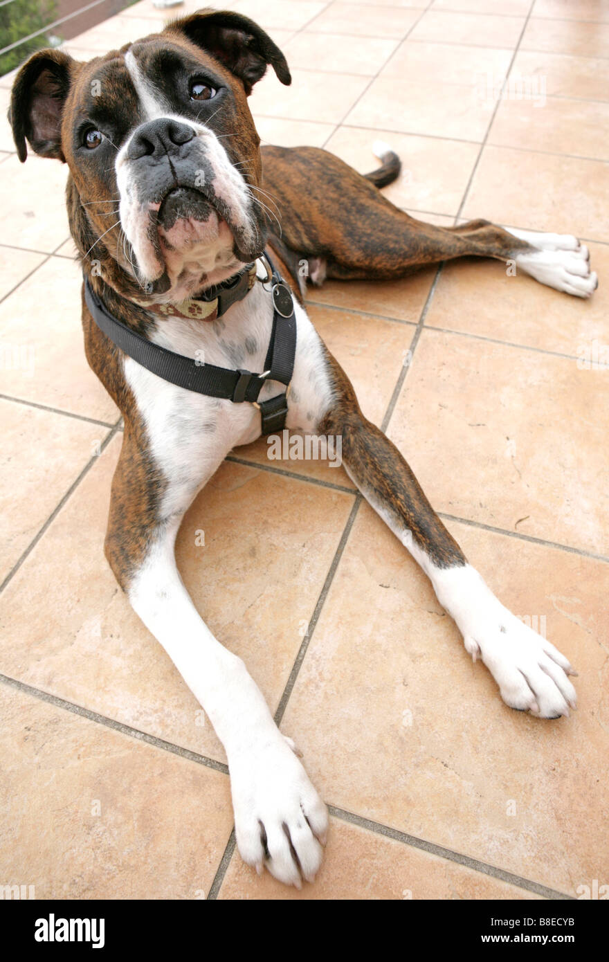 Male Boxer dog, aged 9 months Stock Photo - Alamy