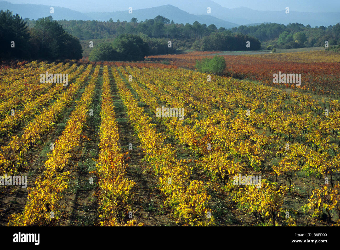 Fall plantings hi-res stock photography and images - Alamy