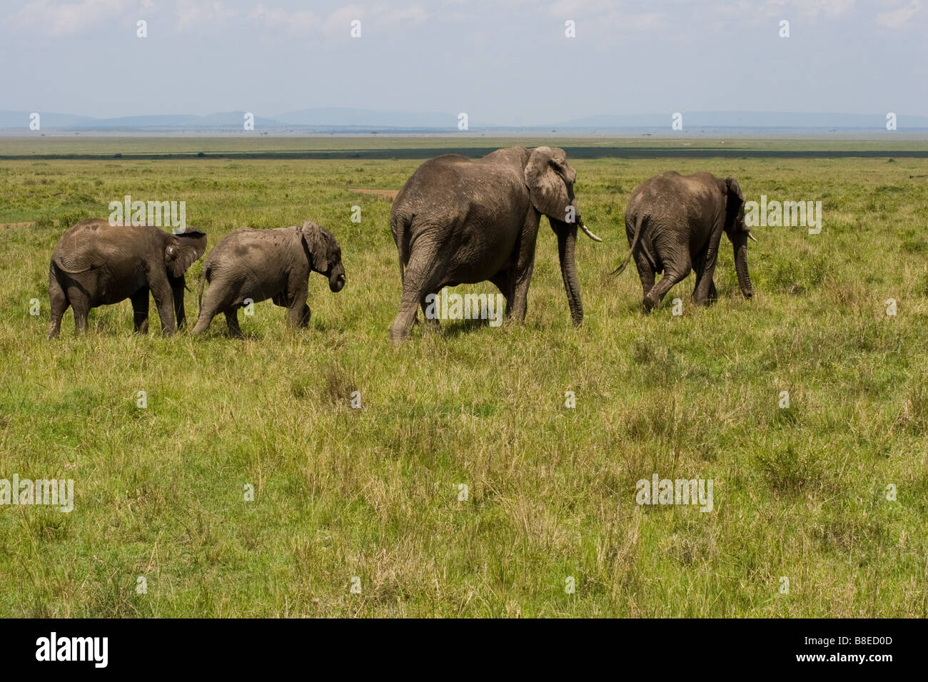 Elephants plain hi-res stock photography and images - Alamy
