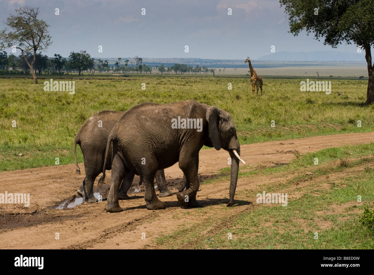 Elephants and giraffe Stock Photo - Alamy