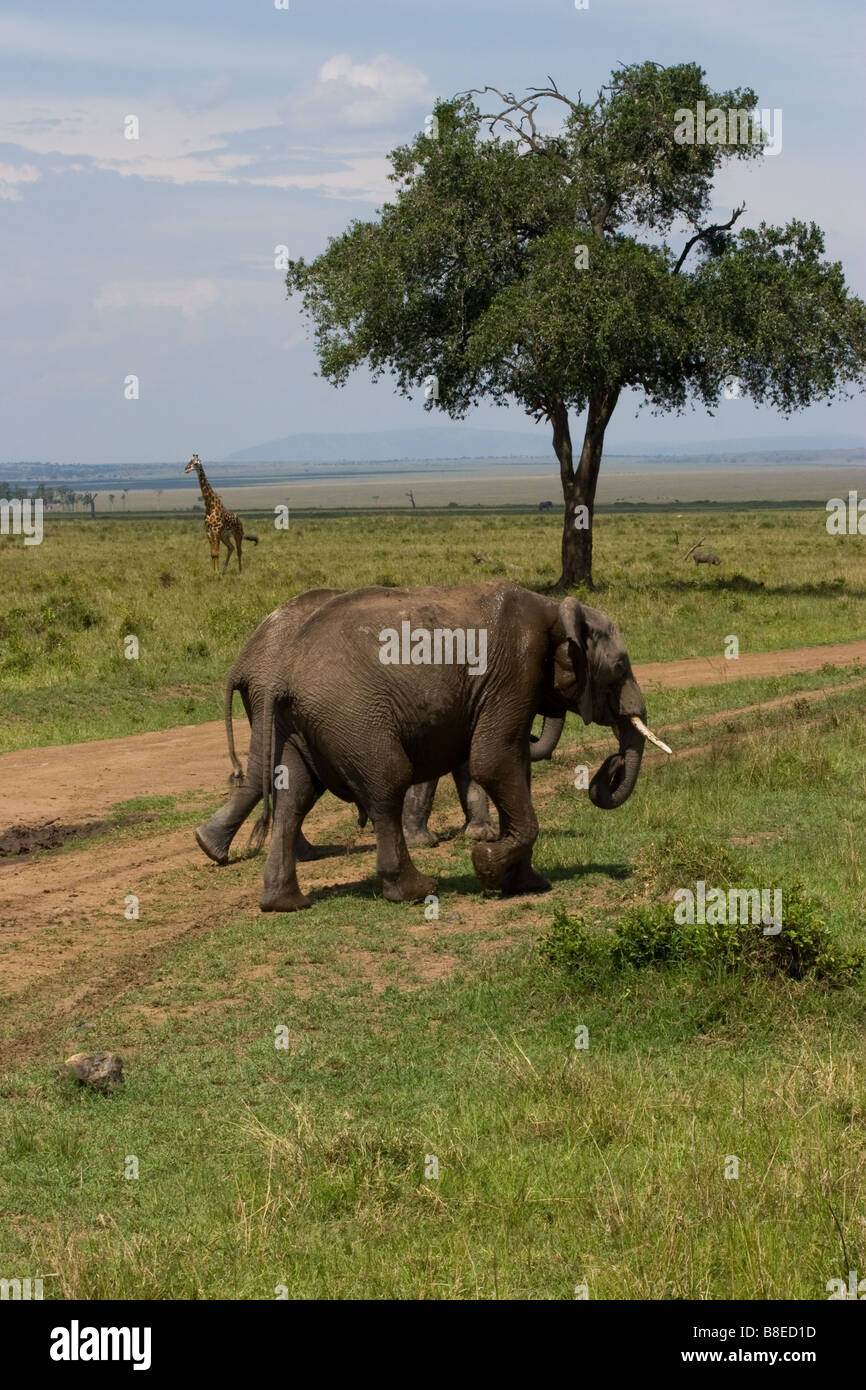 Elephants and giraffe Stock Photo - Alamy