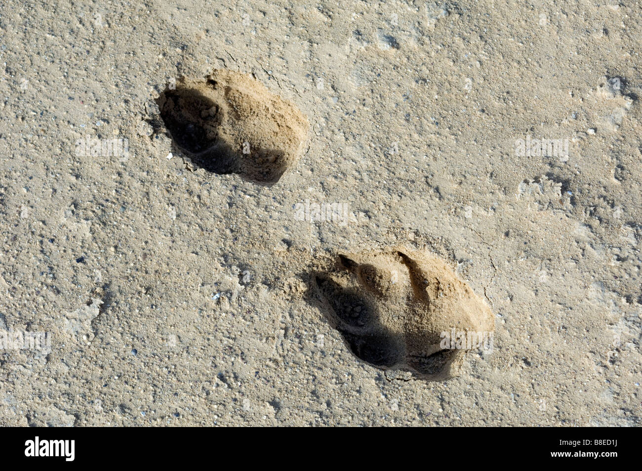 Wolf Footprint High Resolution Stock Photography and Images - Alamy