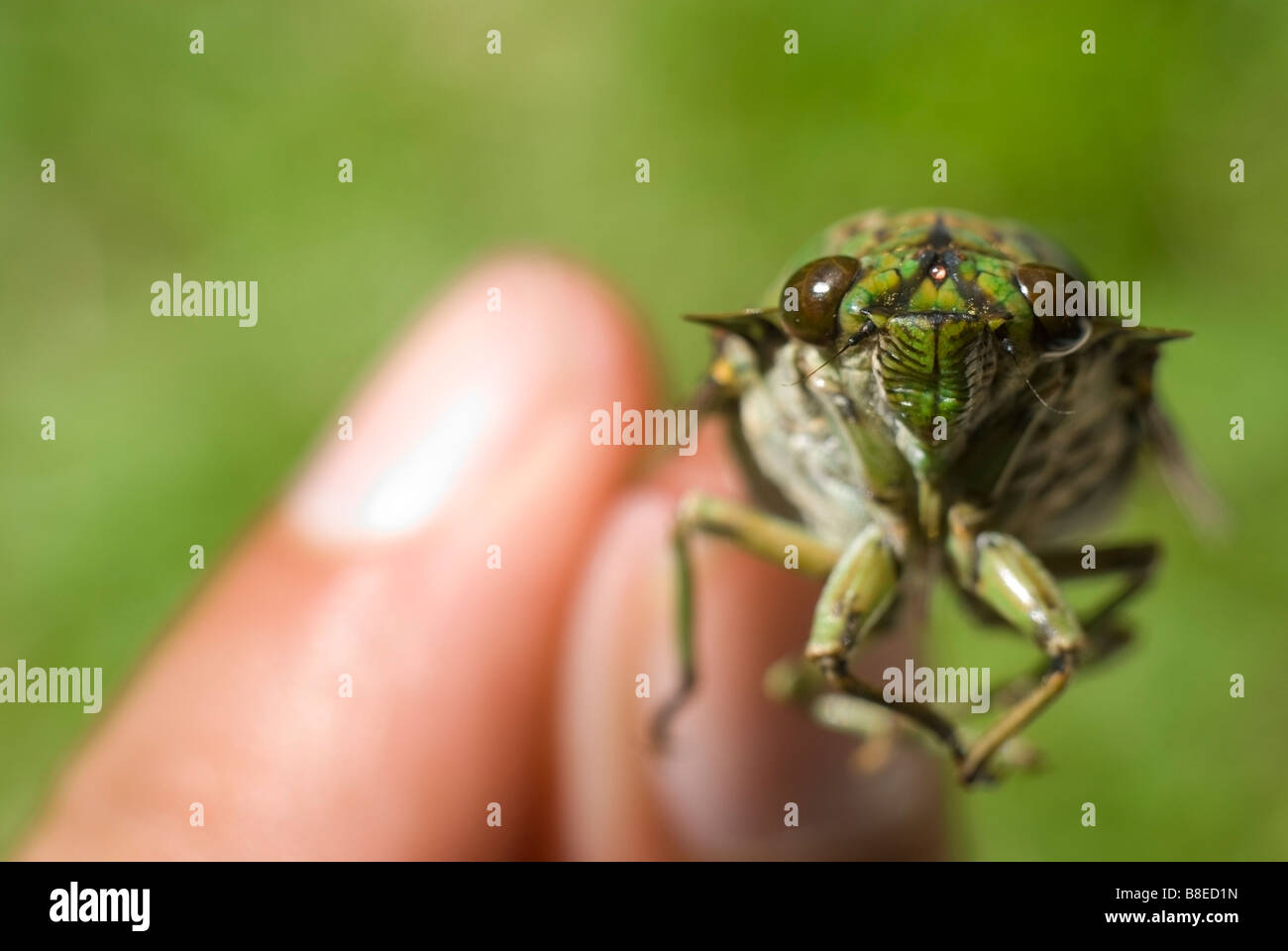 Dry cicada hi-res stock photography and images - Alamy