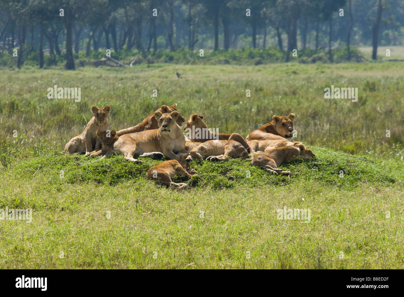 Pride of Lions Stock Photo - Alamy
