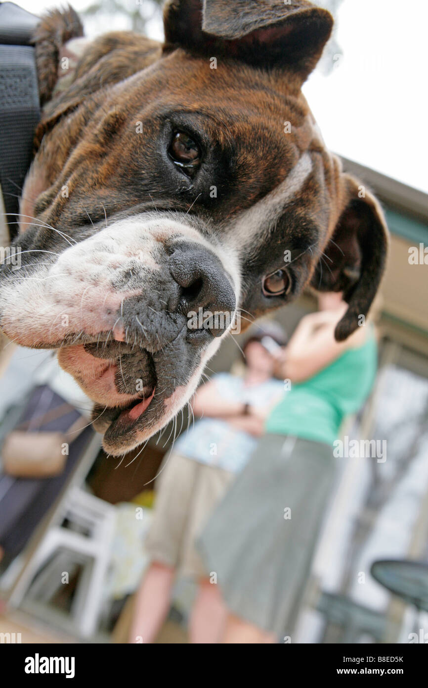 Pet Boxer dog looking at camera Stock Photo - Alamy