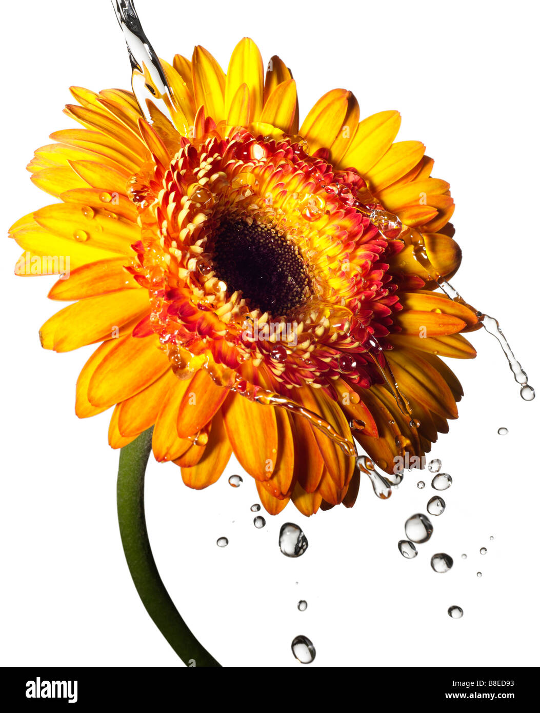 Gerber Daisy with Water Splash Stock Photo - Alamy