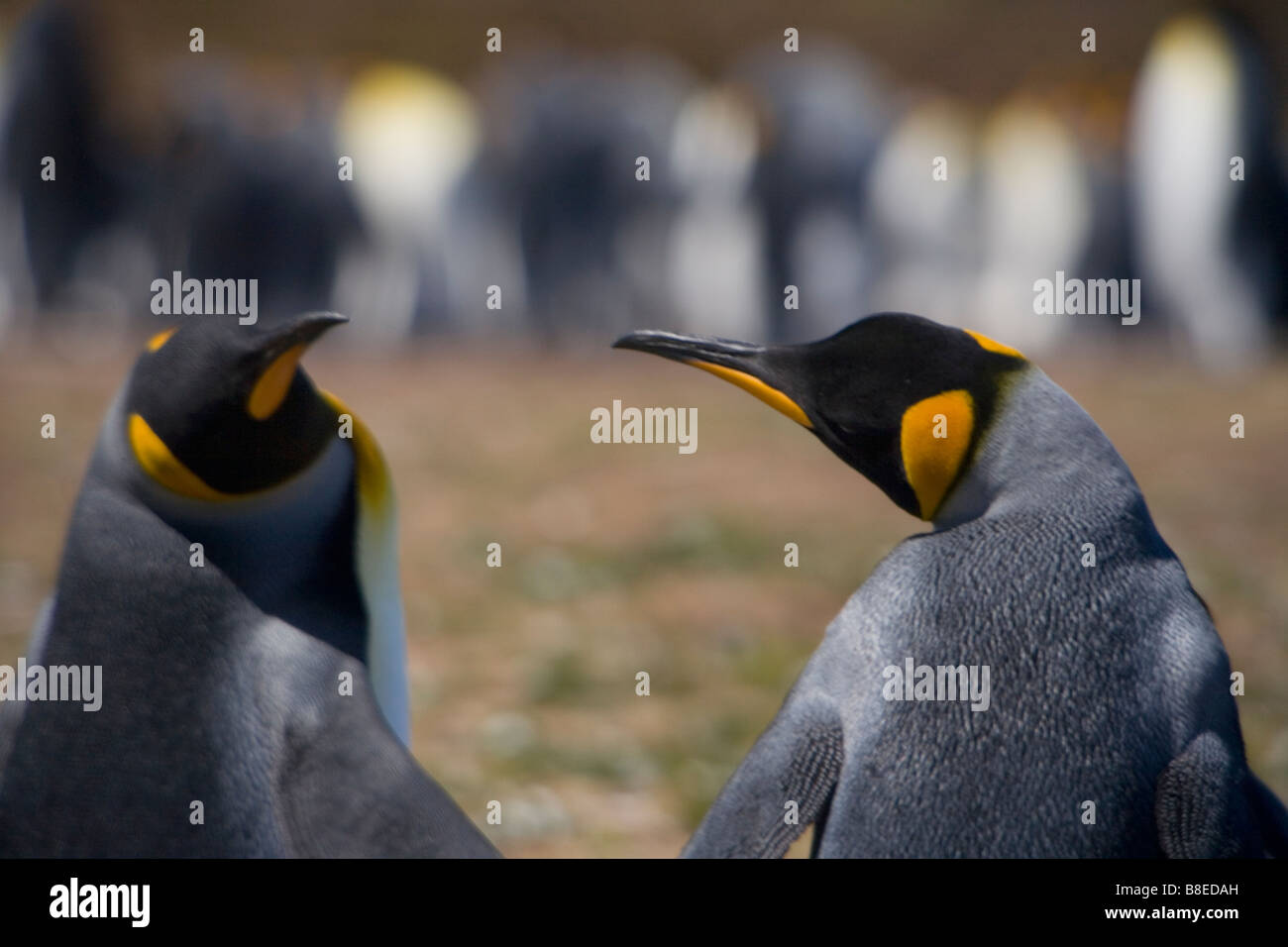Flippers birds hi-res stock photography and images - Alamy