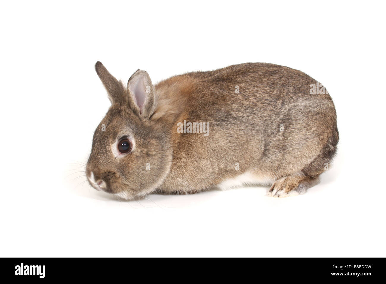 Rabbit cut out hi-res stock photography and images - Alamy