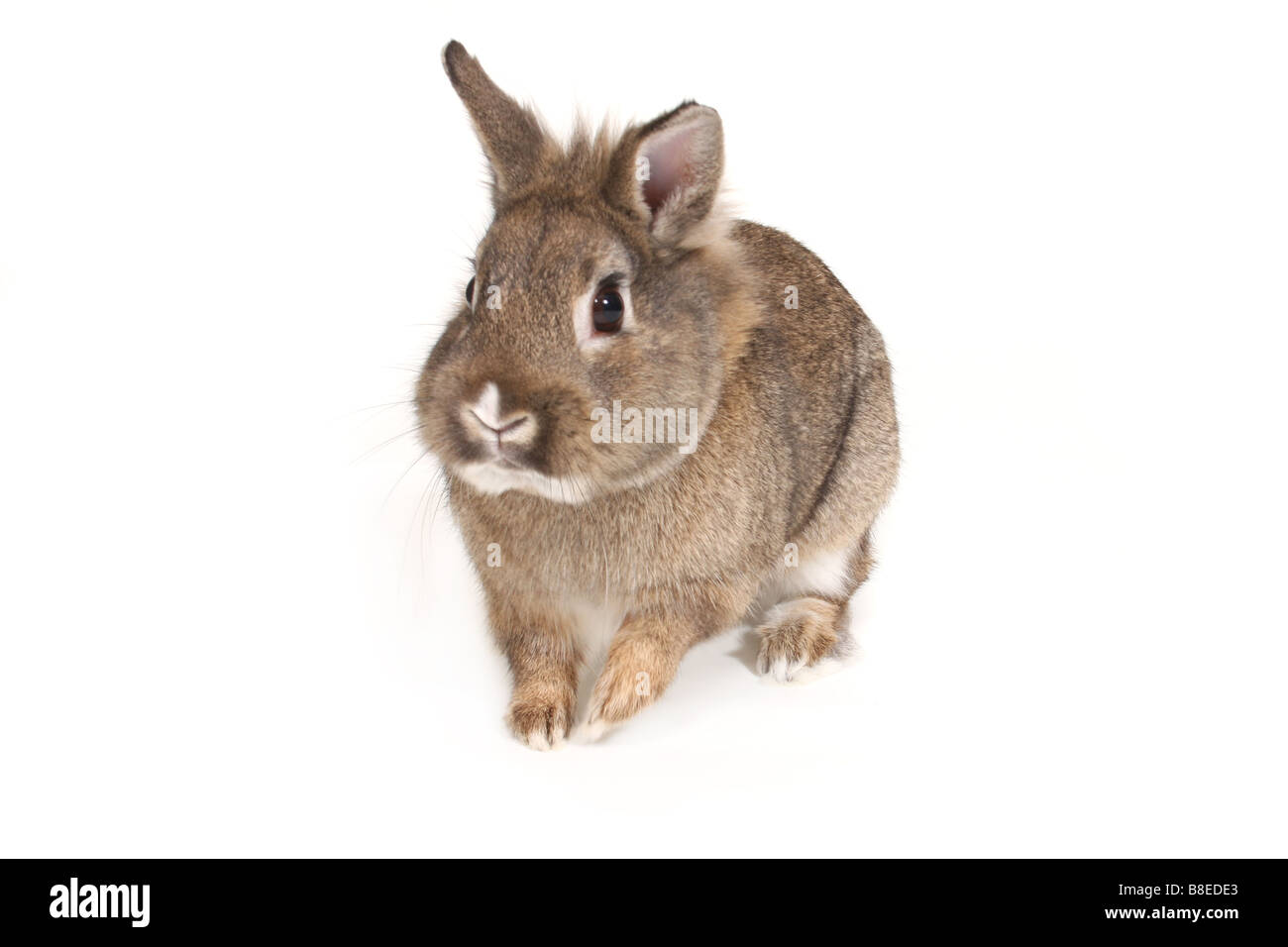 Fluffy brown pet rabbit Cut Out Stock Images & Pictures - Alamy
