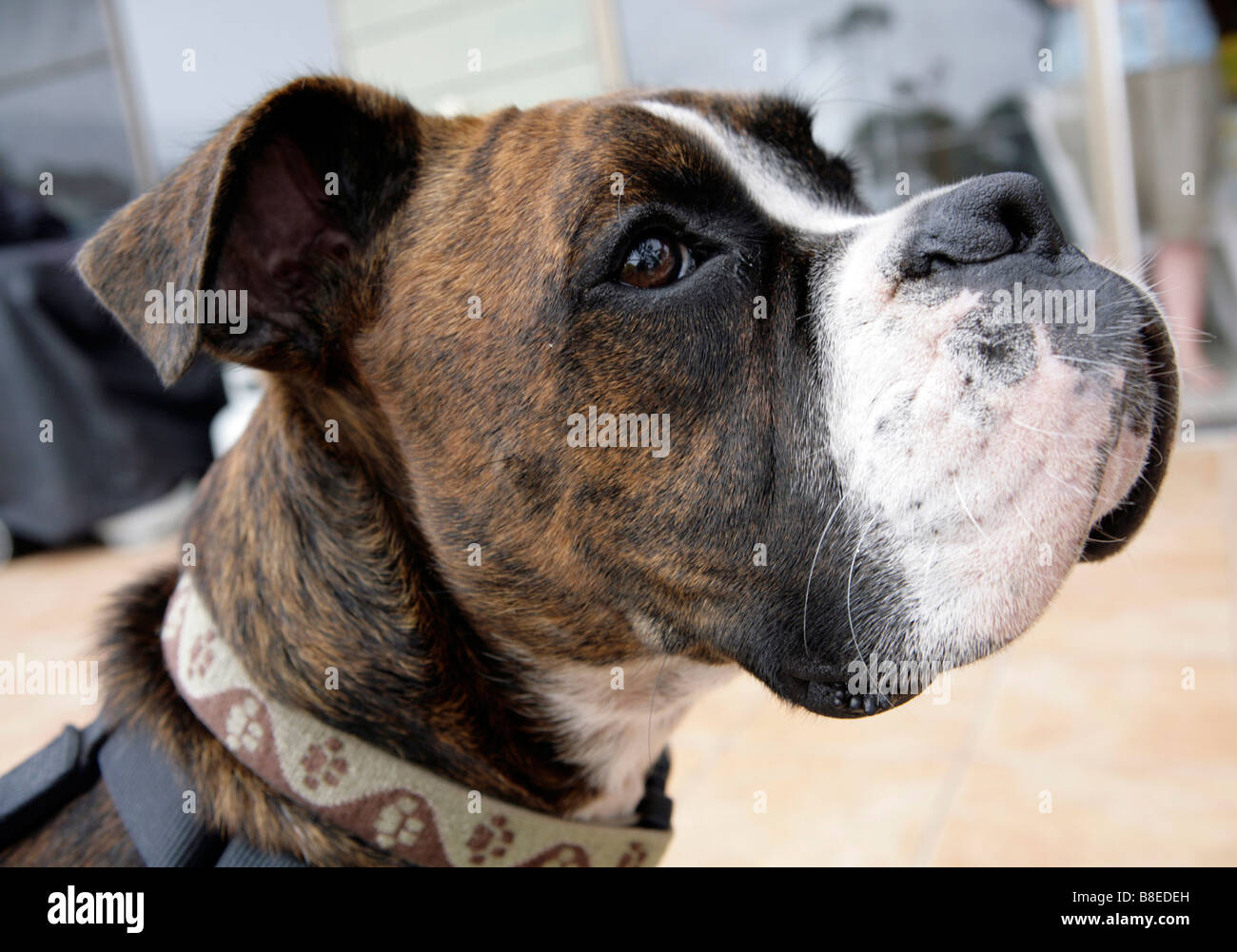 Boxer dog hi-res stock photography and images - Alamy