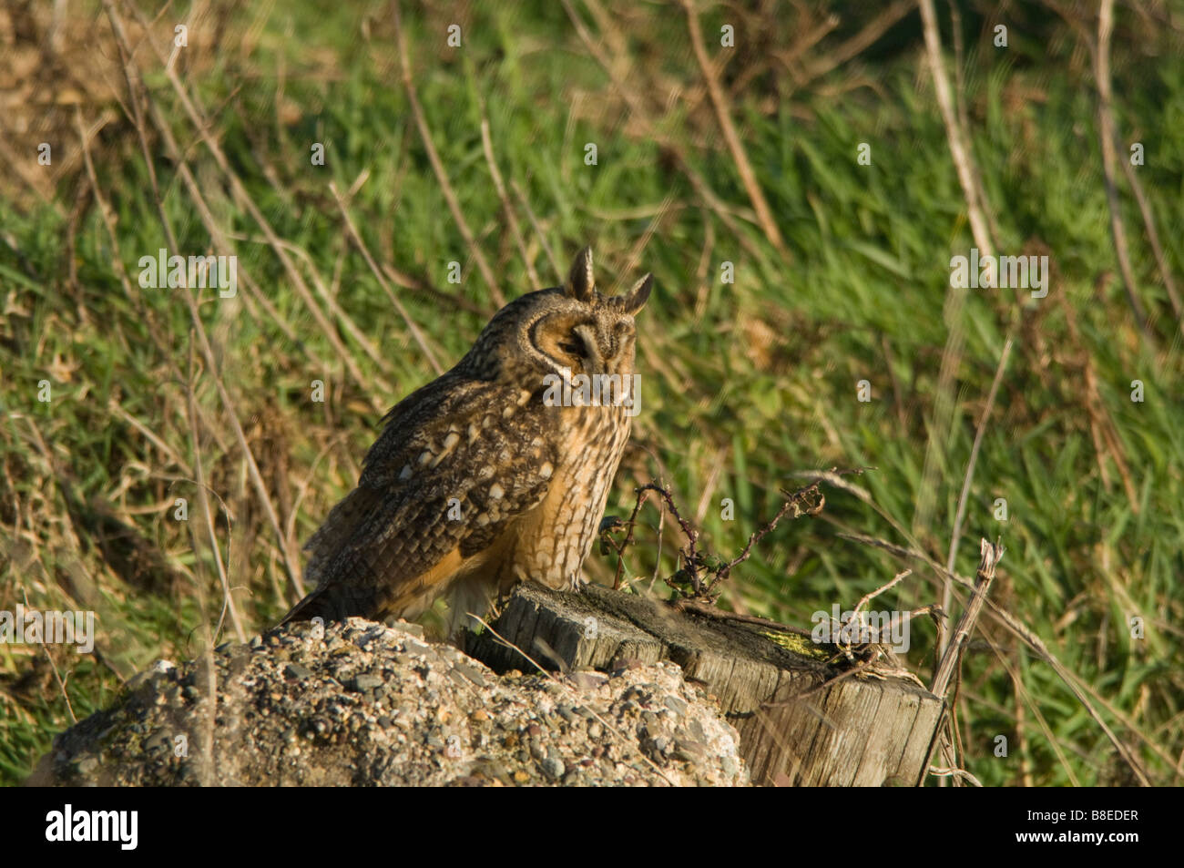 Eu wales migration hi-res stock photography and images - Alamy