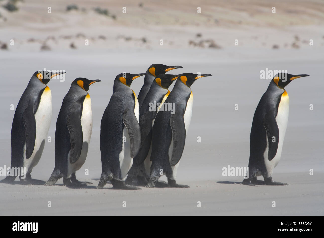 Marching penguins hi-res stock photography and images - Alamy