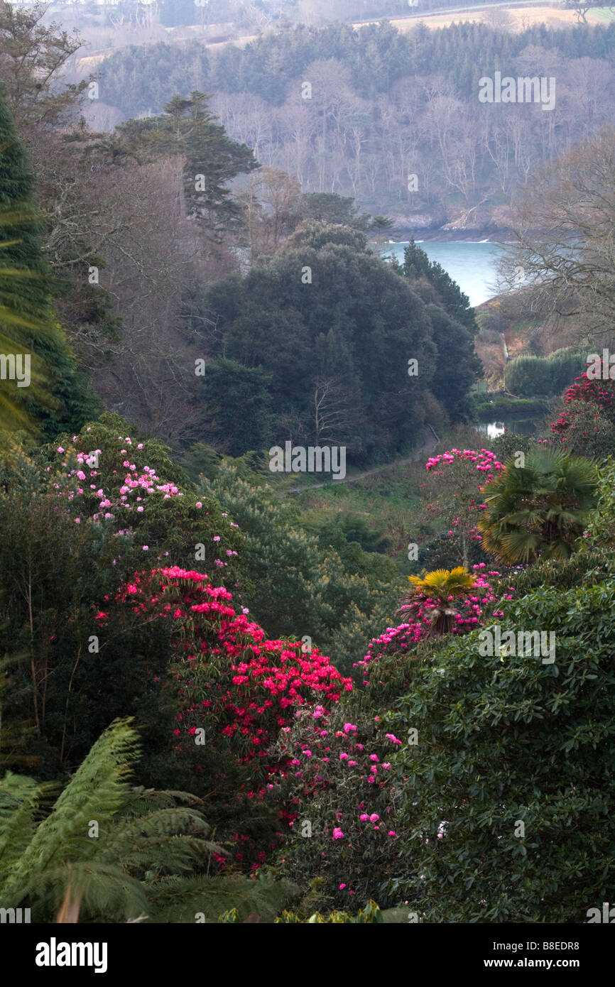 trebah garden overlooking river helford spring cornwall Stock Photo - Alamy
