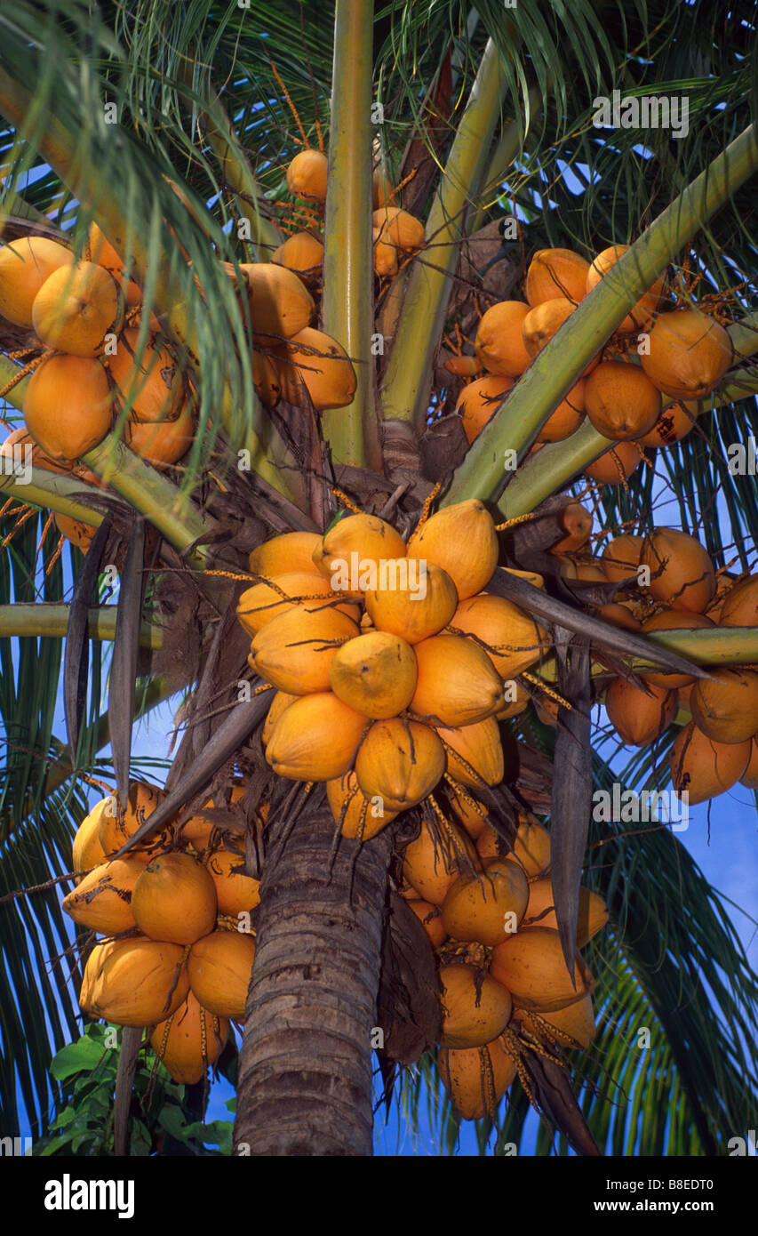Coconuts on a Tree Stock Photo - Alamy