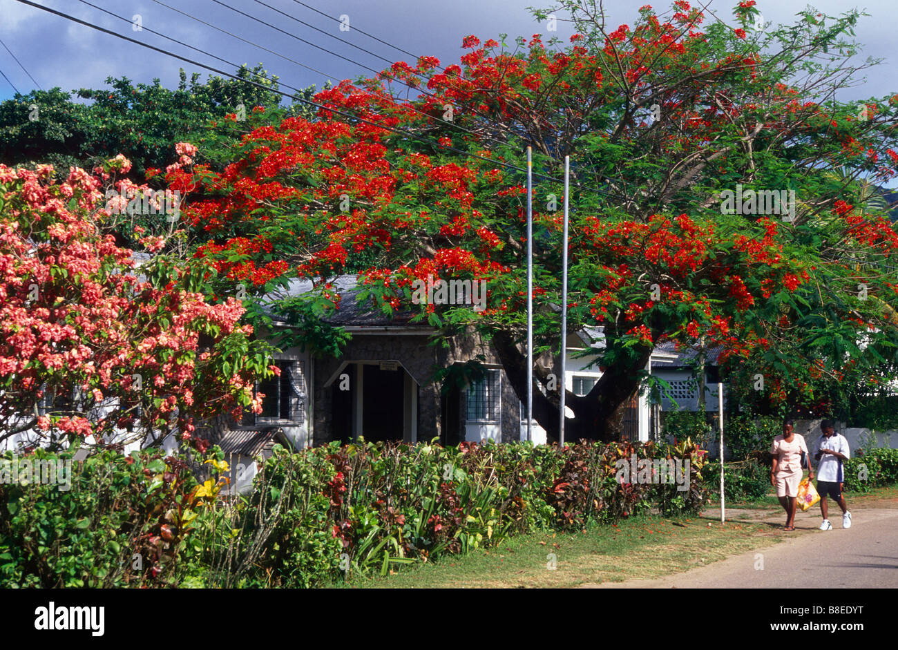 Street on Mahé with Flamboyant Tree Stock Photo - Alamy