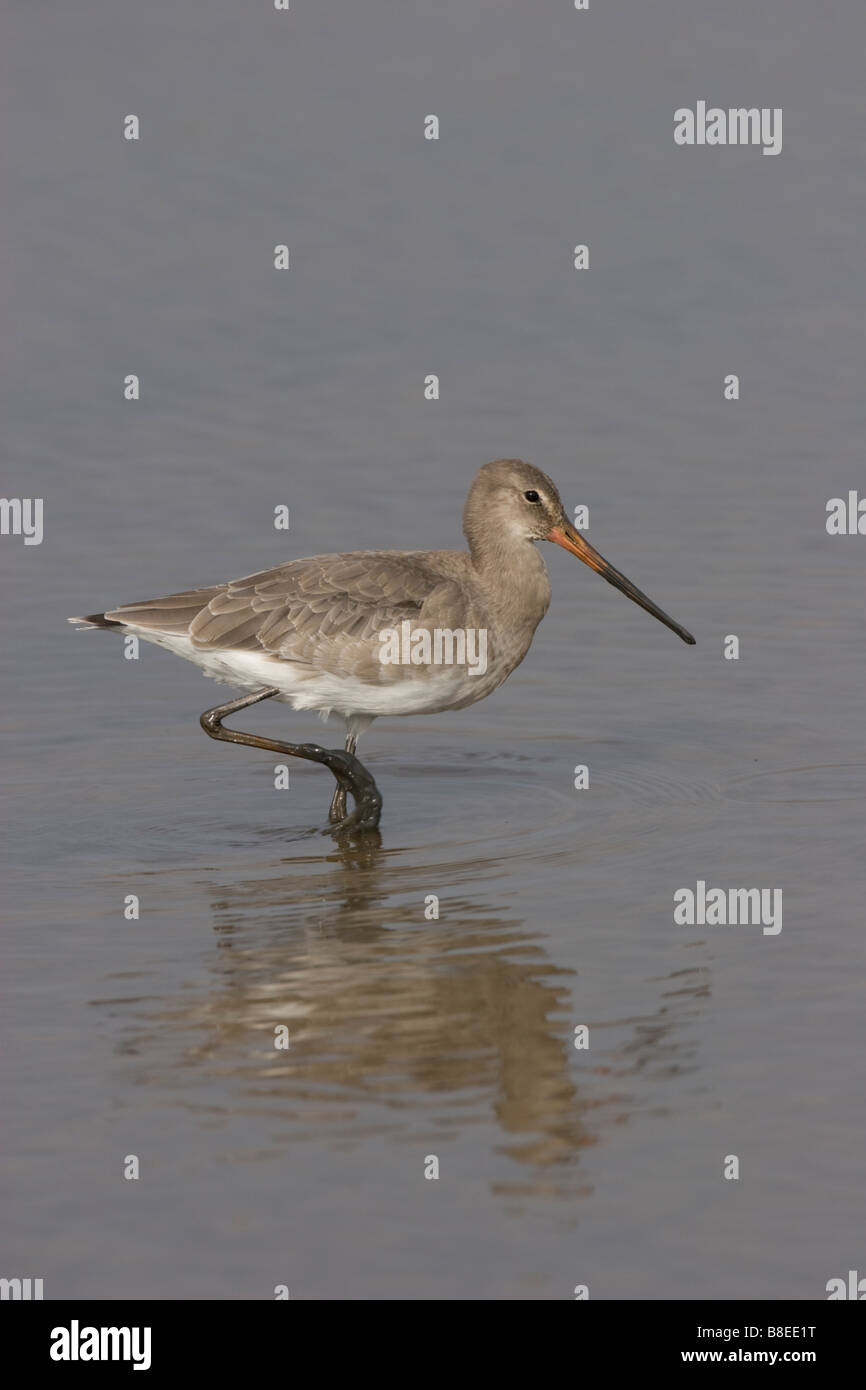 Black-tailed Godwit Limosa limosa islandica Stock Photo - Alamy