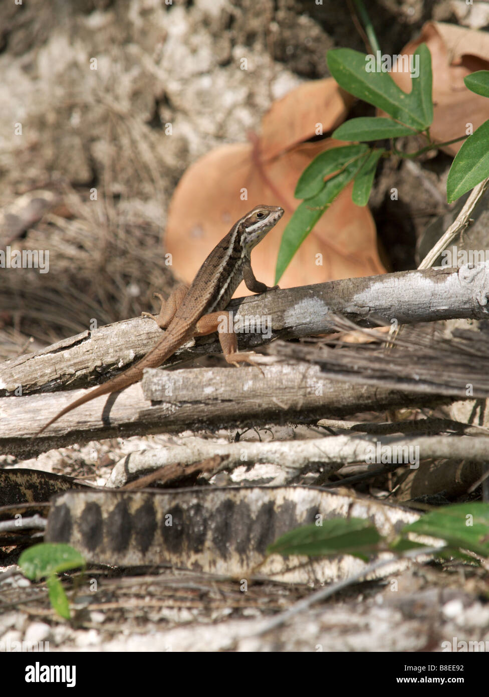 Cuban lizard (bayoya, iguanita) Leiocephalus cubensis in the Bay of ...