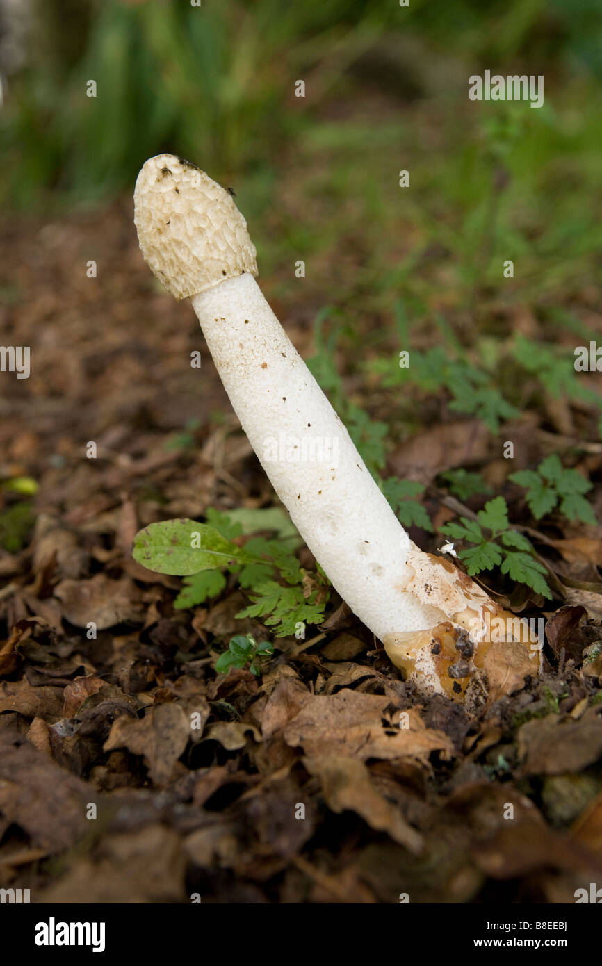 Phallaceae or Stinkhorn mushroom Stock Photo - Alamy