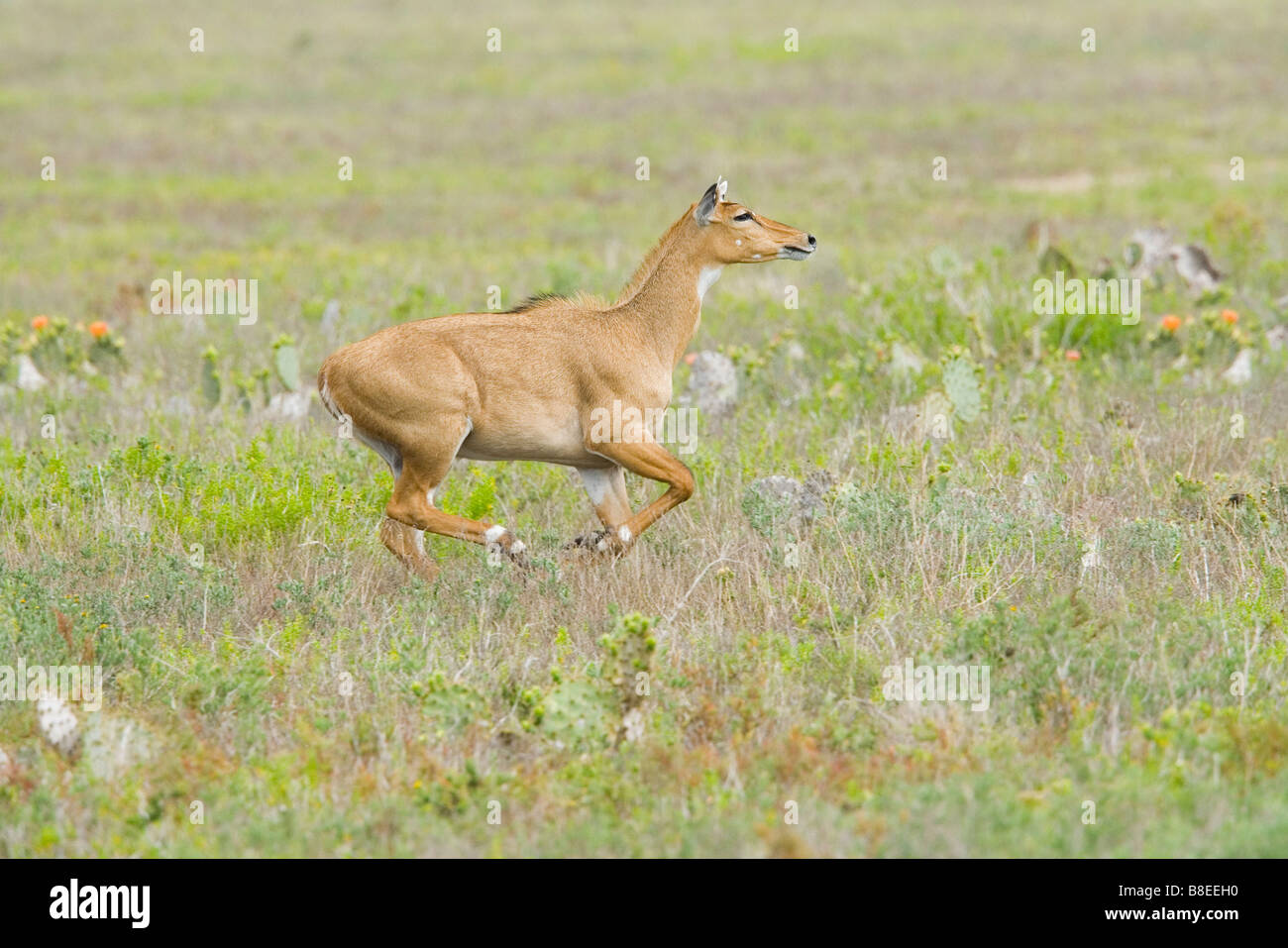 Nilgai Boselaphus tragocamelus Boca Chica Texas United States 5 April ...