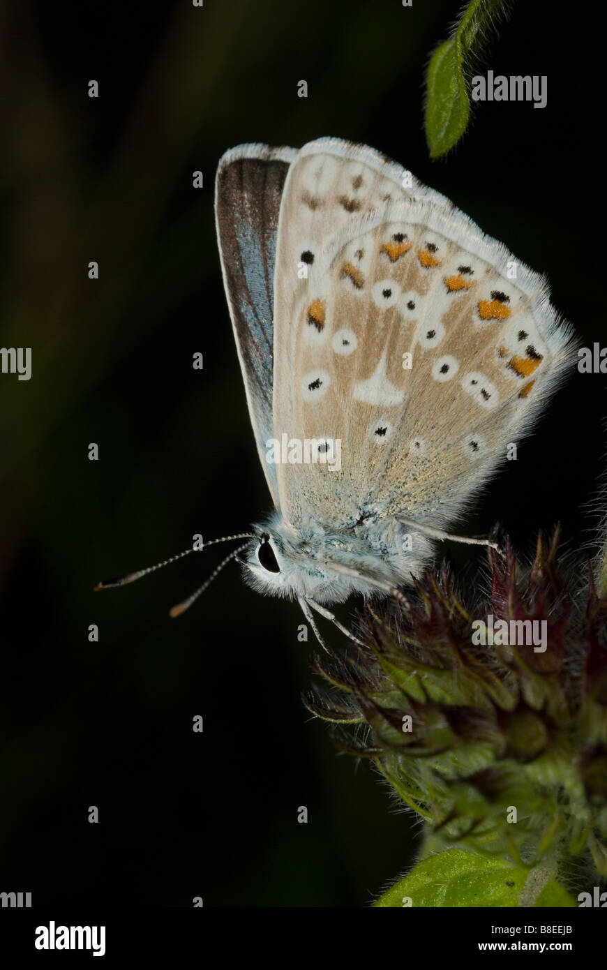 Chalkhill blue butterflies hi-res stock photography and images - Alamy