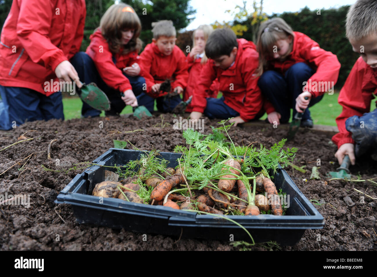 School children digging up vegetables in the vegetable plot at a ...