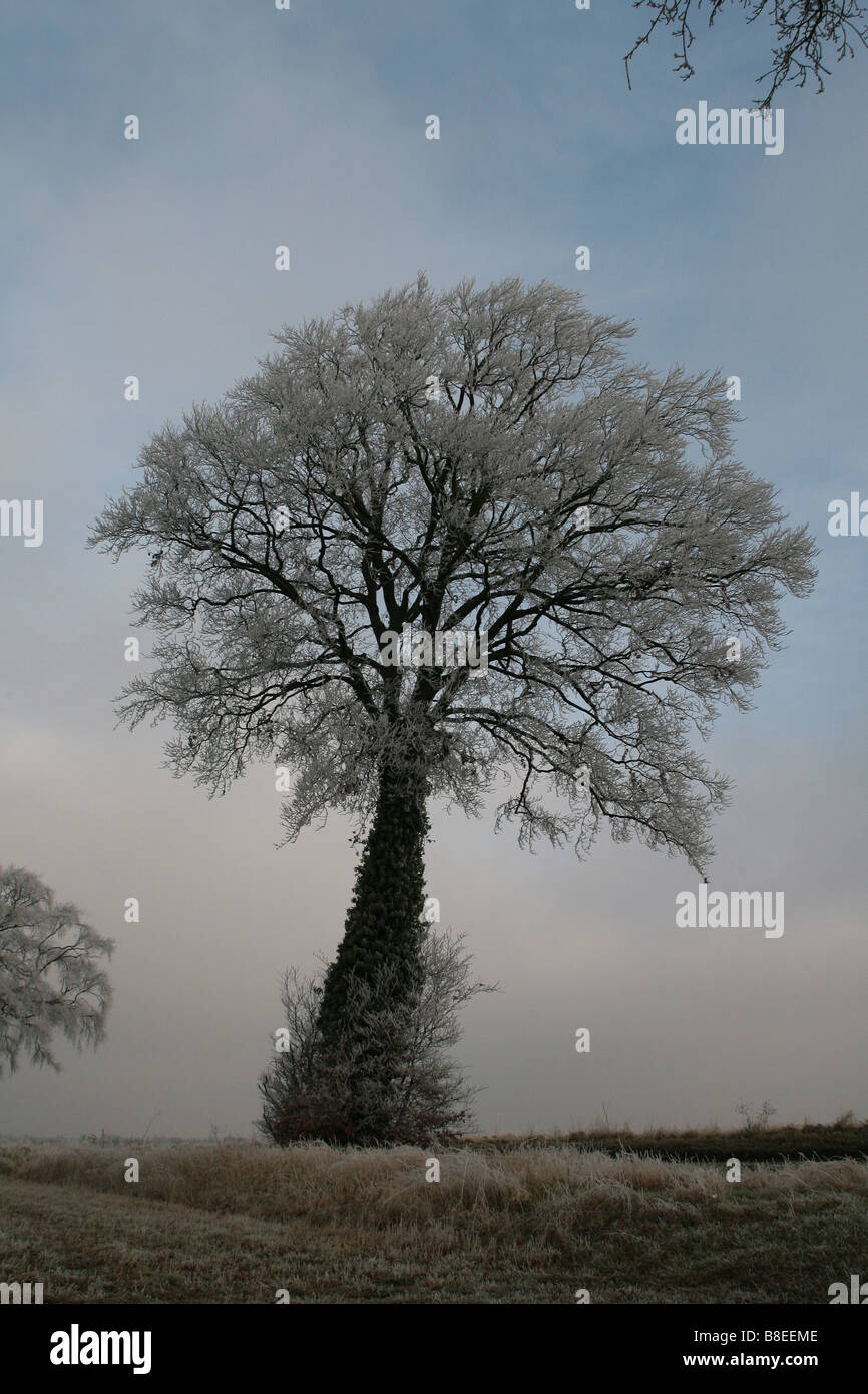 Tree covered with hoar frost Stock Photo - Alamy