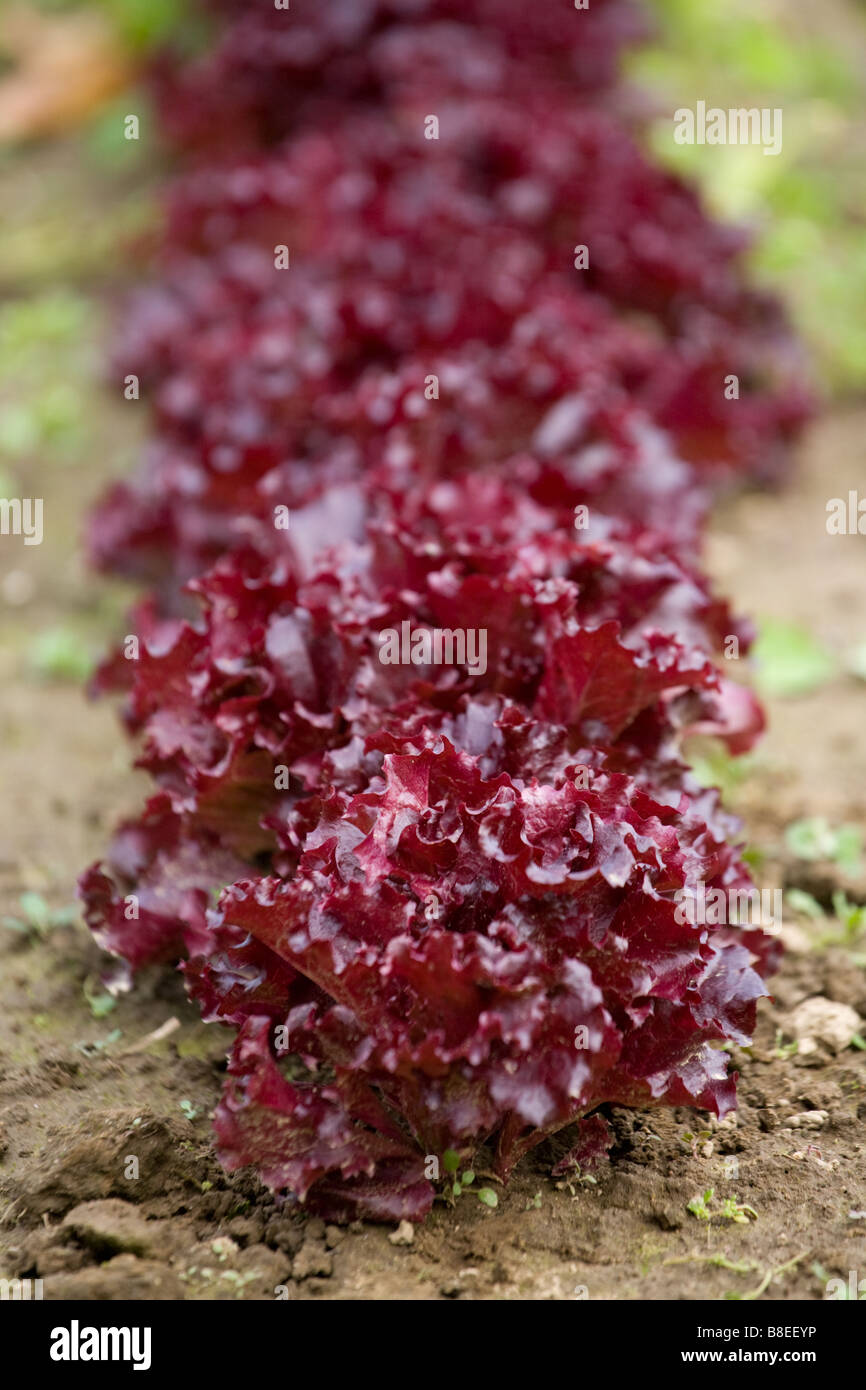 Mesclun greens hi-res stock photography and images - Alamy