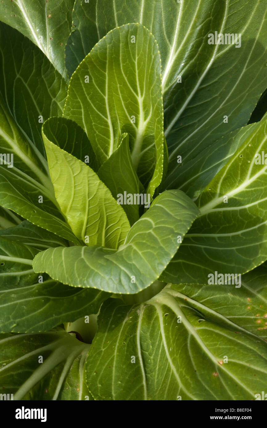 Pak choi aka pac choi hi-res stock photography and images - Alamy