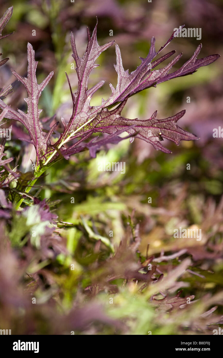 Vertical greens hi-res stock photography and images - Alamy