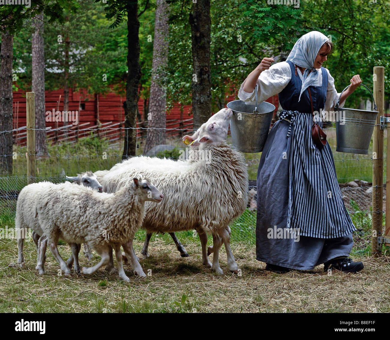 Traditional sheep farming on Gammlia Umea Sweden july 6 2008 Stock ...