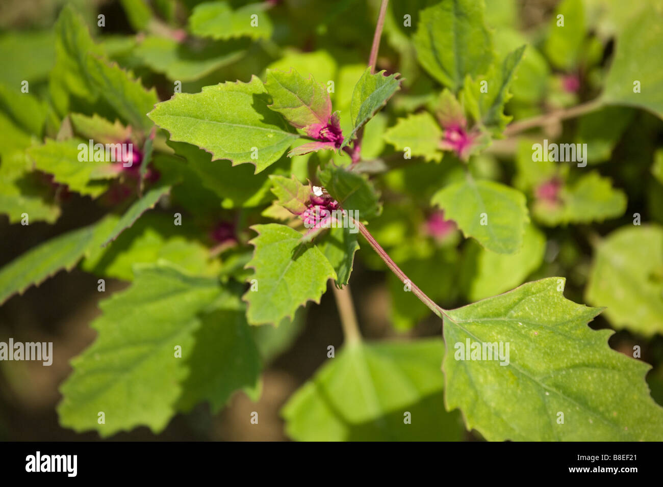 Magenta spreen hi-res stock photography and images - Alamy