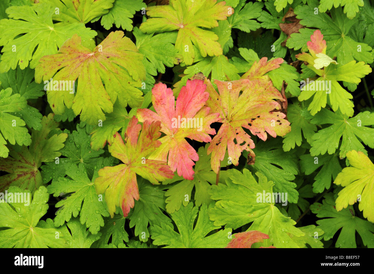 Geranium autumn hi-res stock photography and images - Alamy