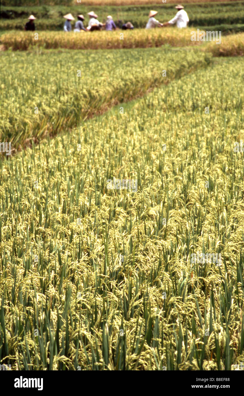 Harvesting rice Bali Indonesia Stock Photo - Alamy