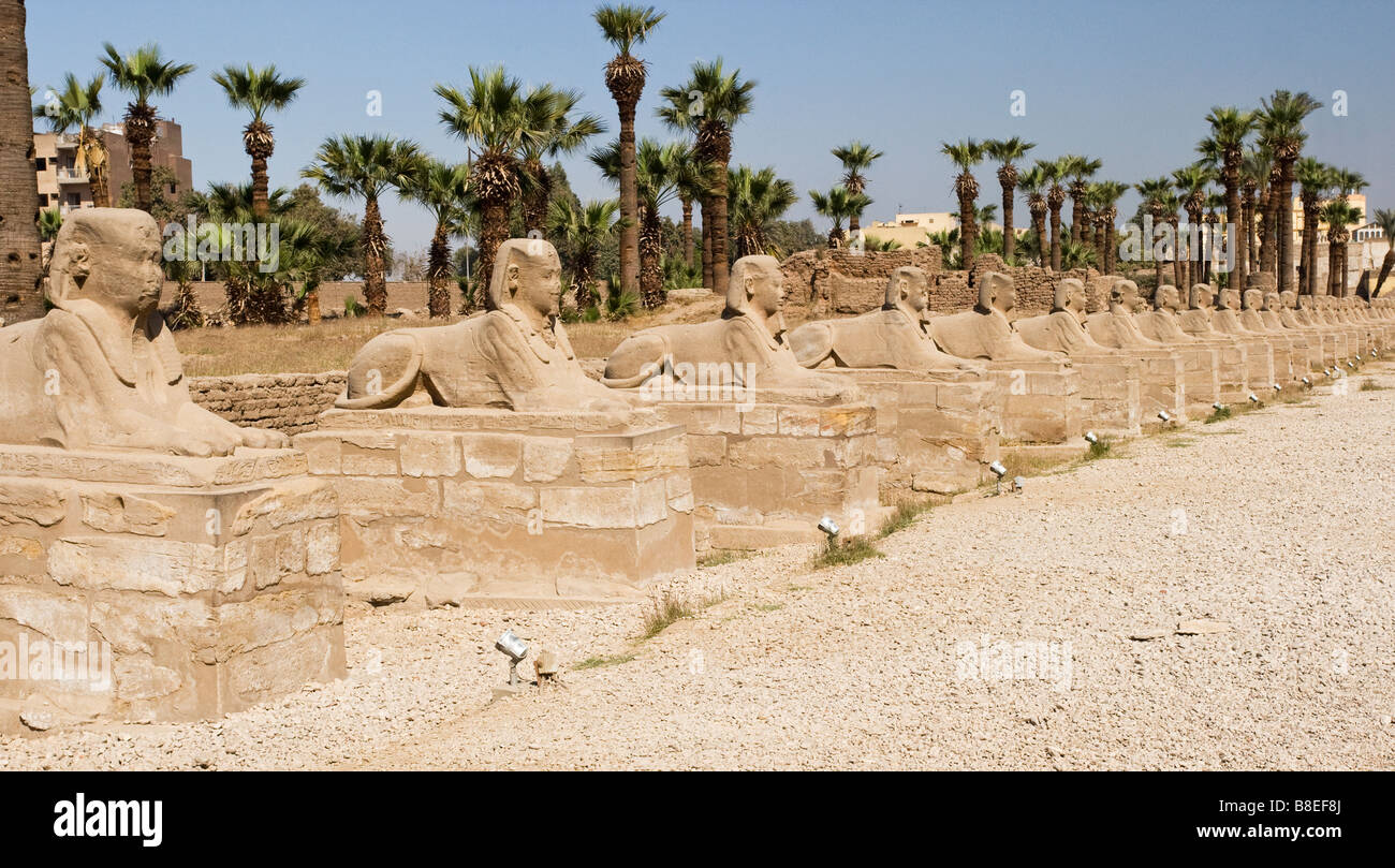 Row of sphinx at Luxor Temple in Egypt Stock Photo - Alamy
