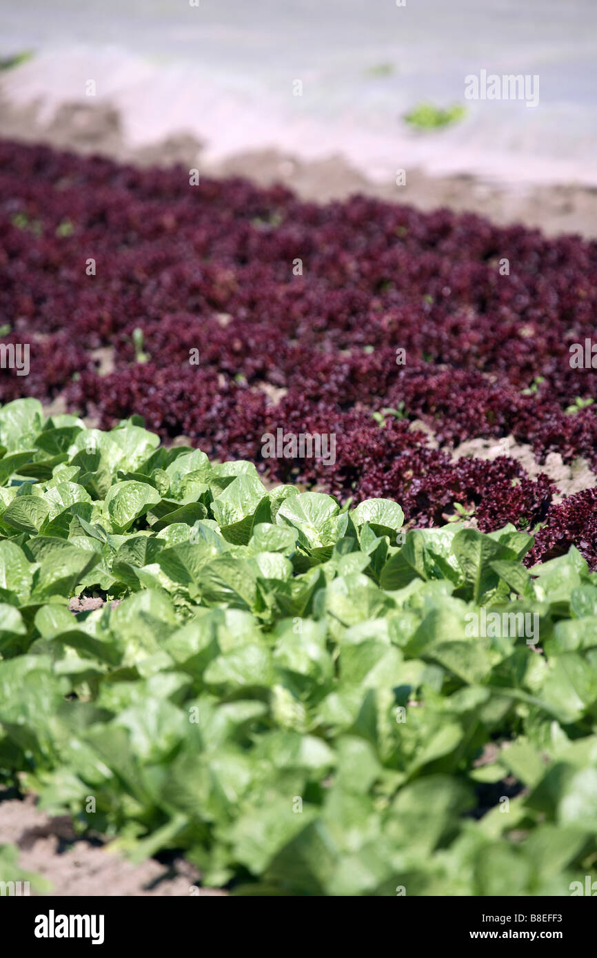 Field of lettuce Stock Photo - Alamy