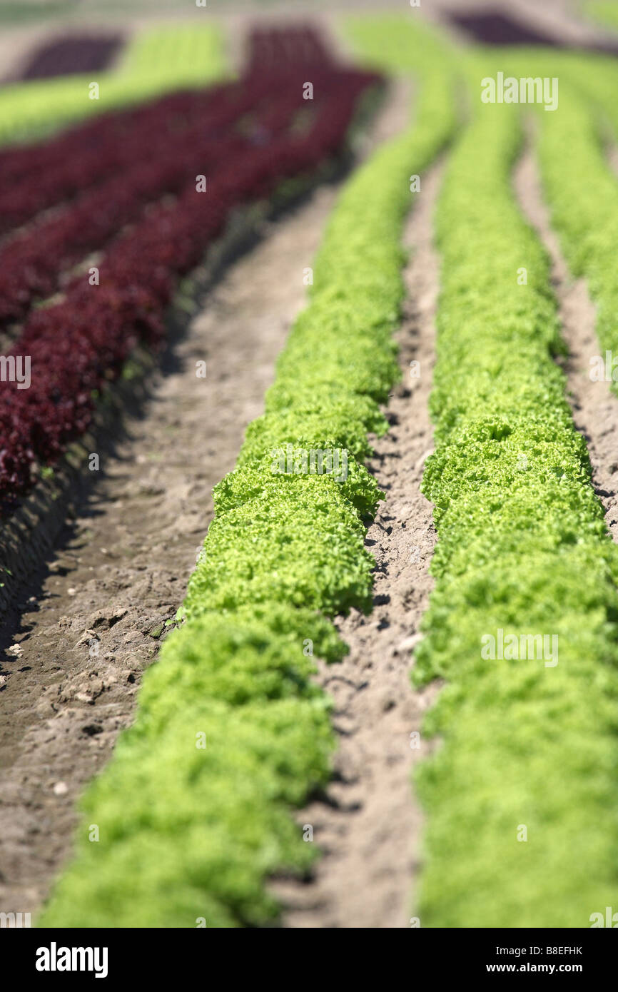 Field of lettuce Stock Photo - Alamy