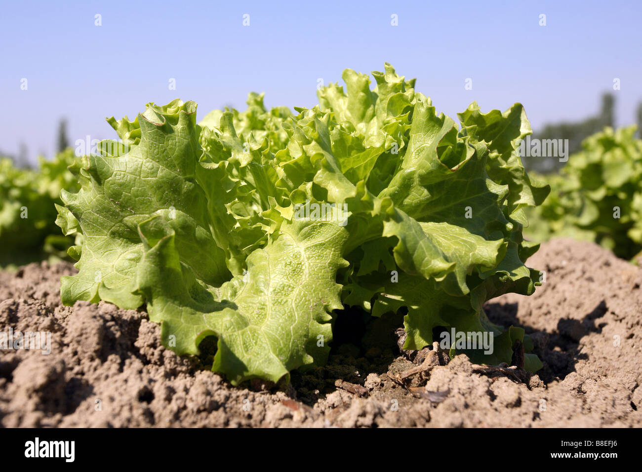 Lettuce on a field Stock Photo - Alamy