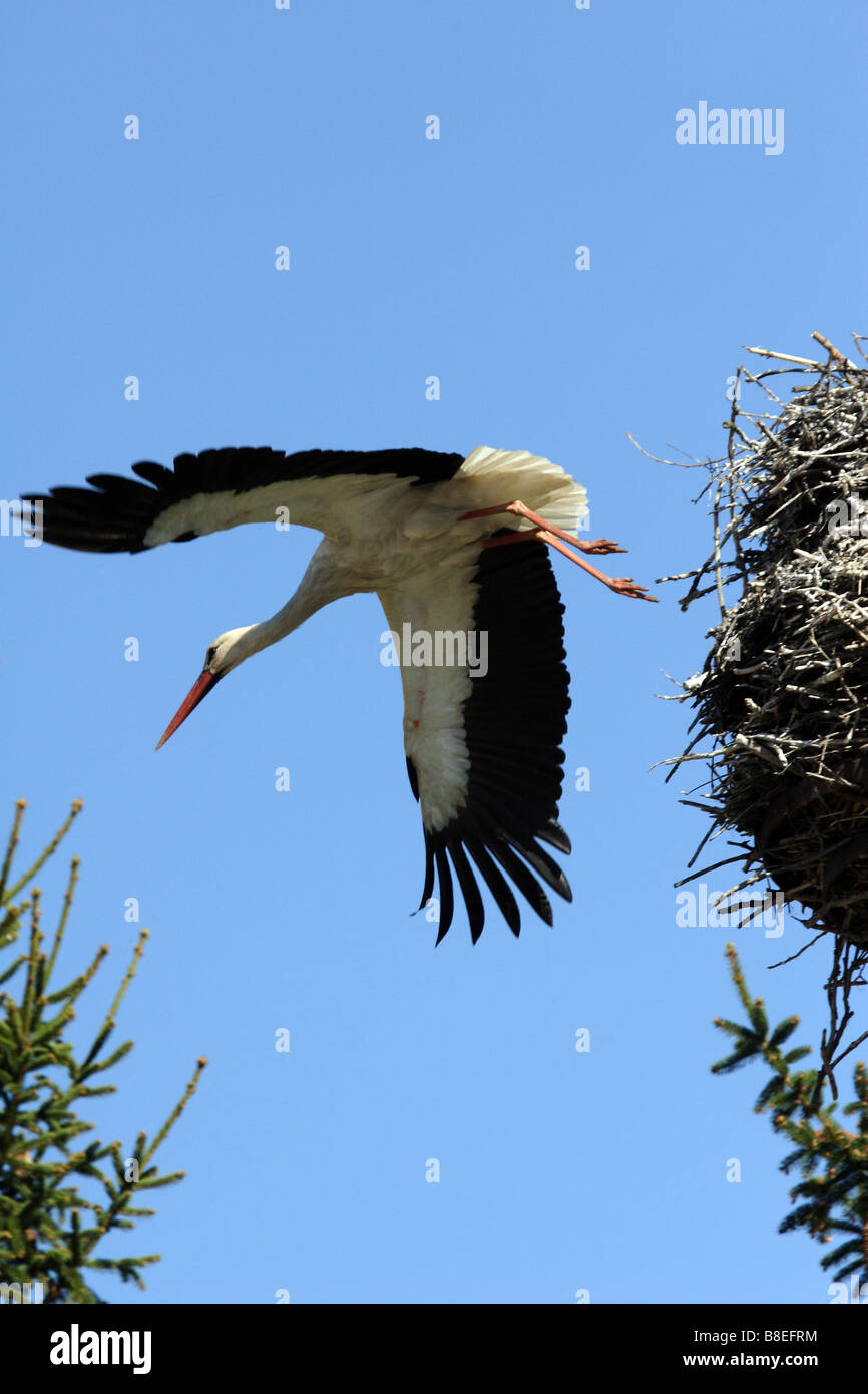 White stork flying hi-res stock photography and images - Alamy