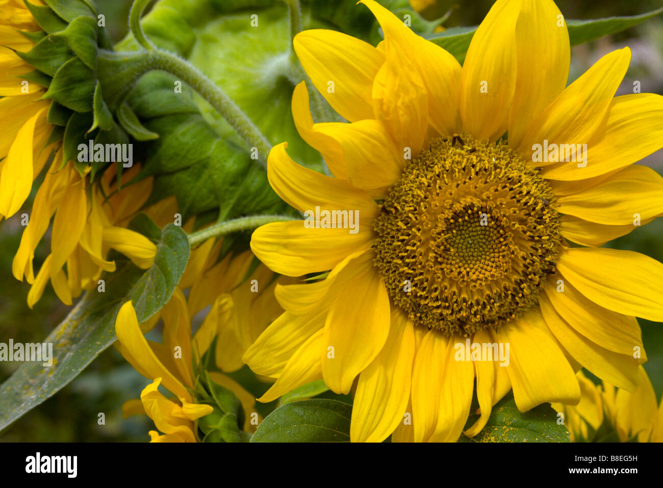 sunflower sunflowers girasol Stock Photo - Alamy