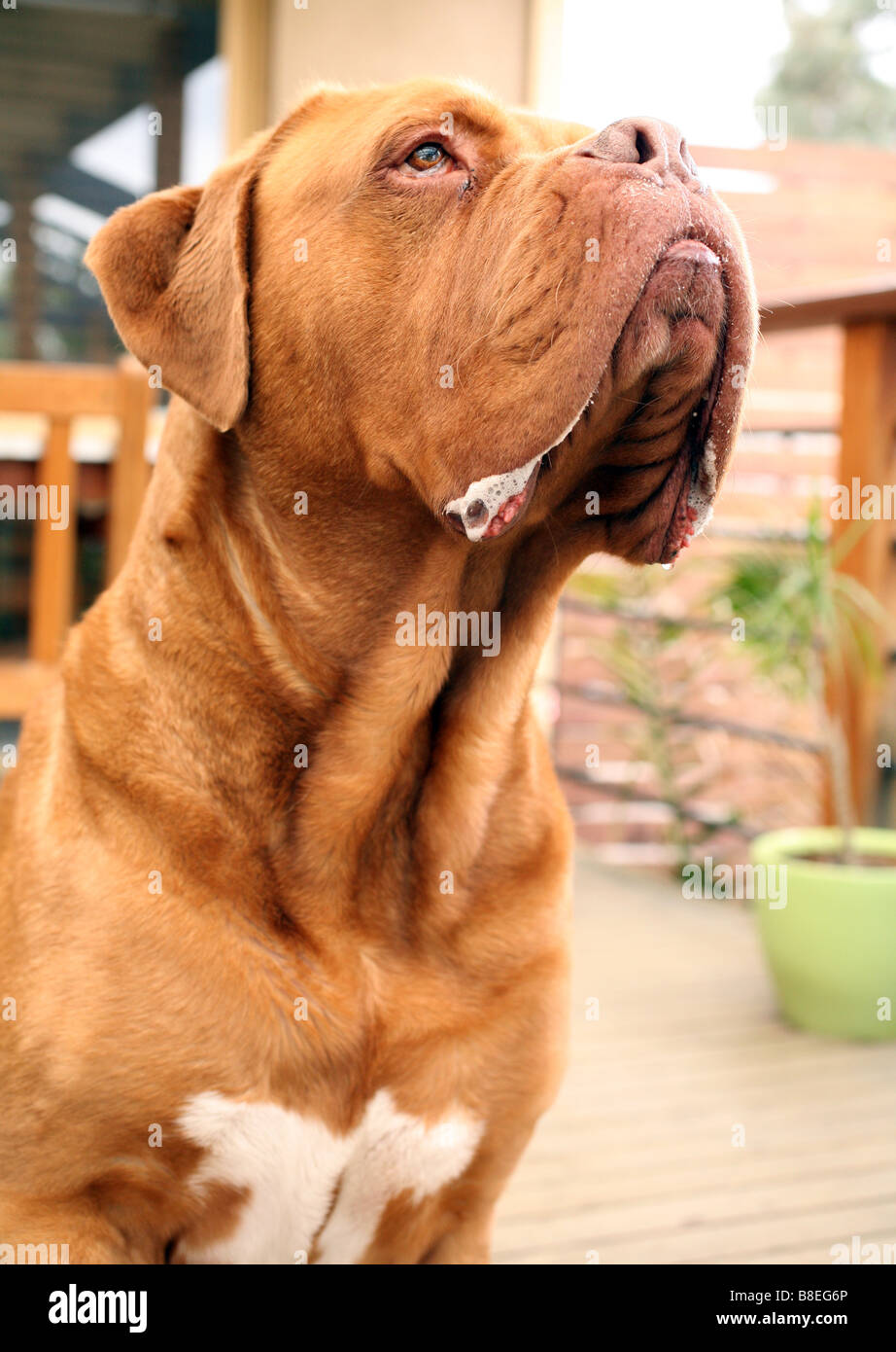 French Mastiff Dog Attack