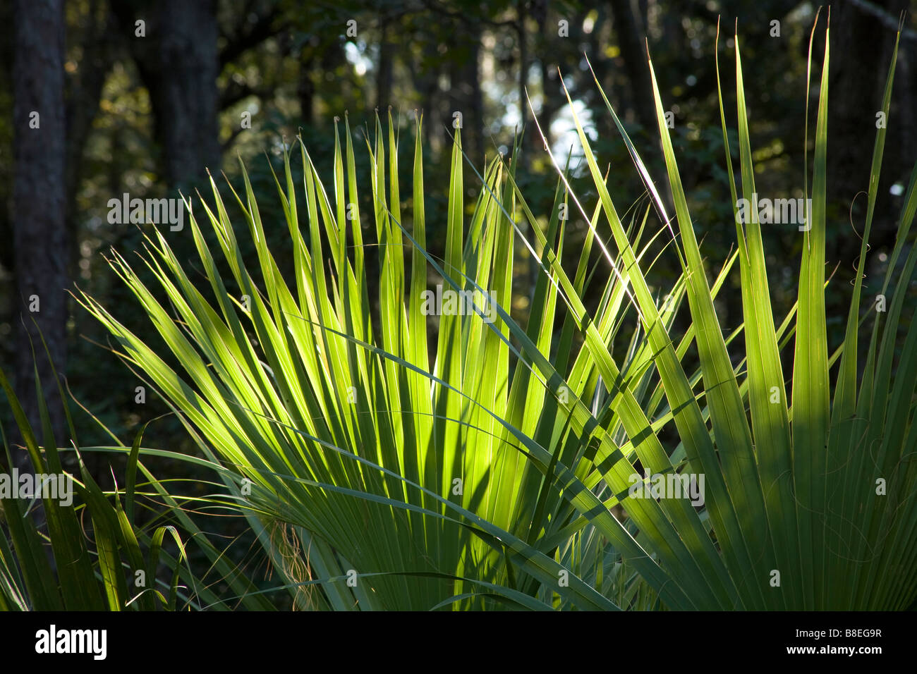 GEORGIA - Leaves of the Saw Palmetto, (Serenoa repens), along the ...