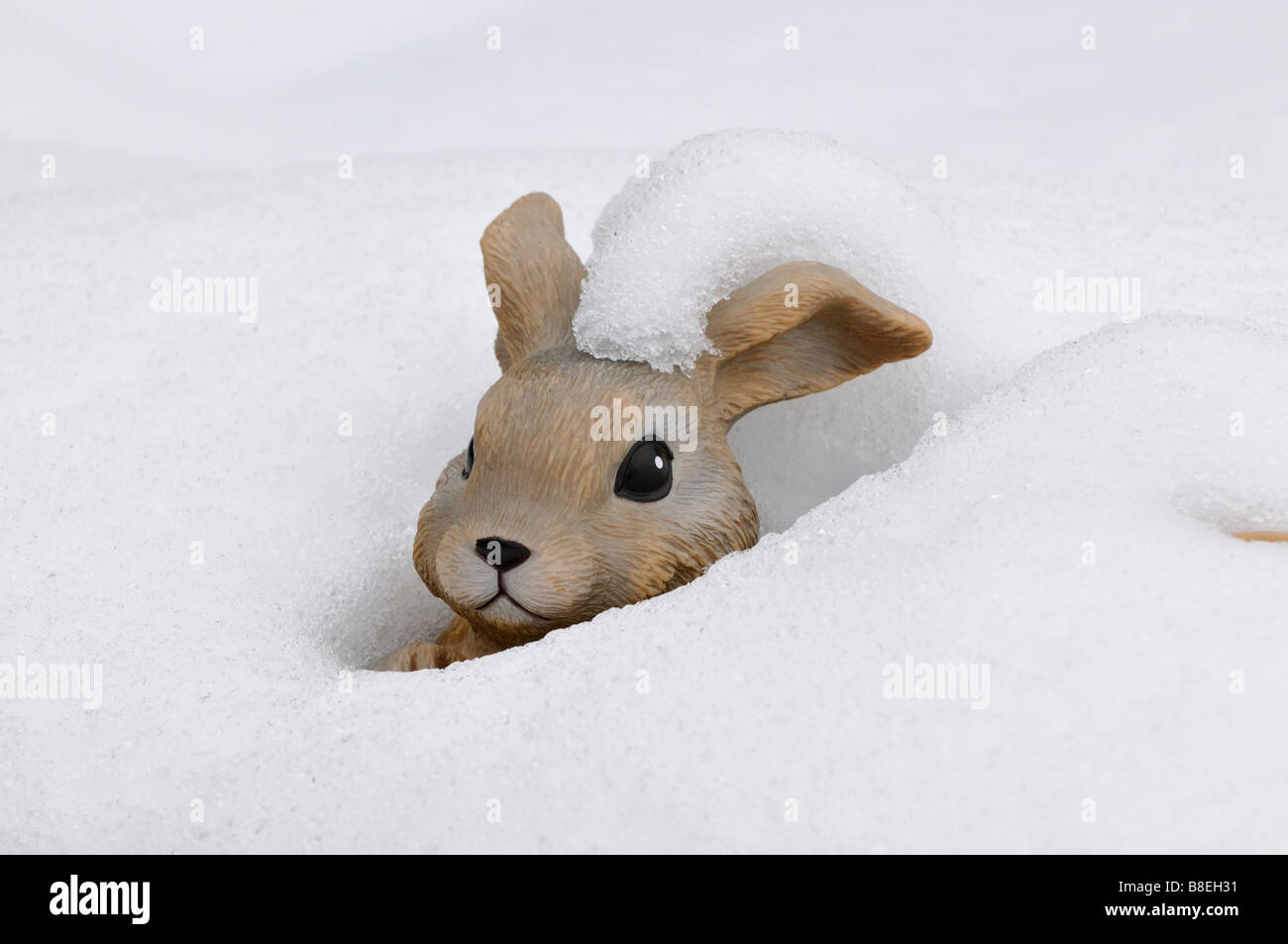 White rabbit in snow in winter hi-res stock photography and images - Alamy