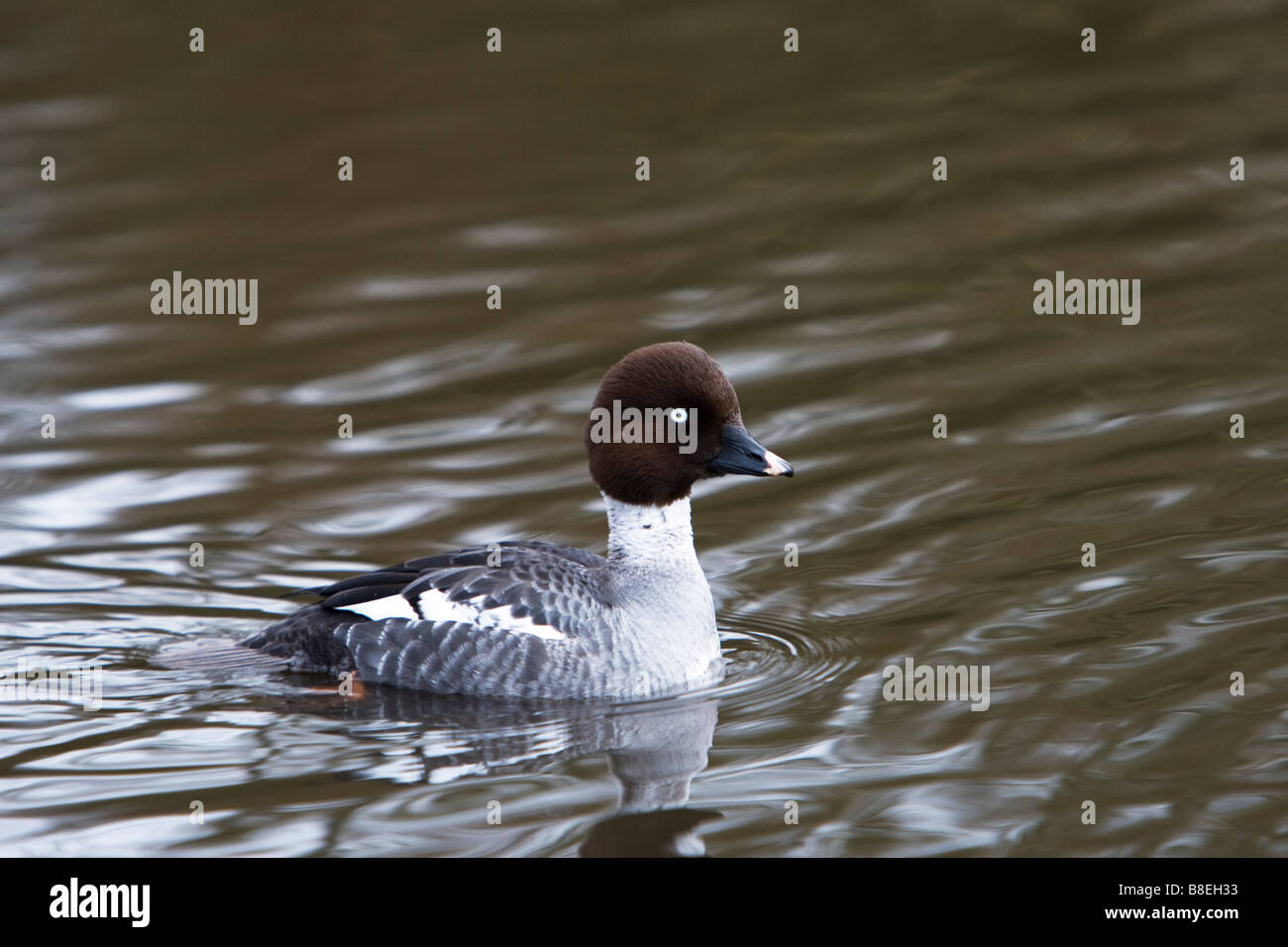 duck bird water fowl Stock Photo - Alamy
