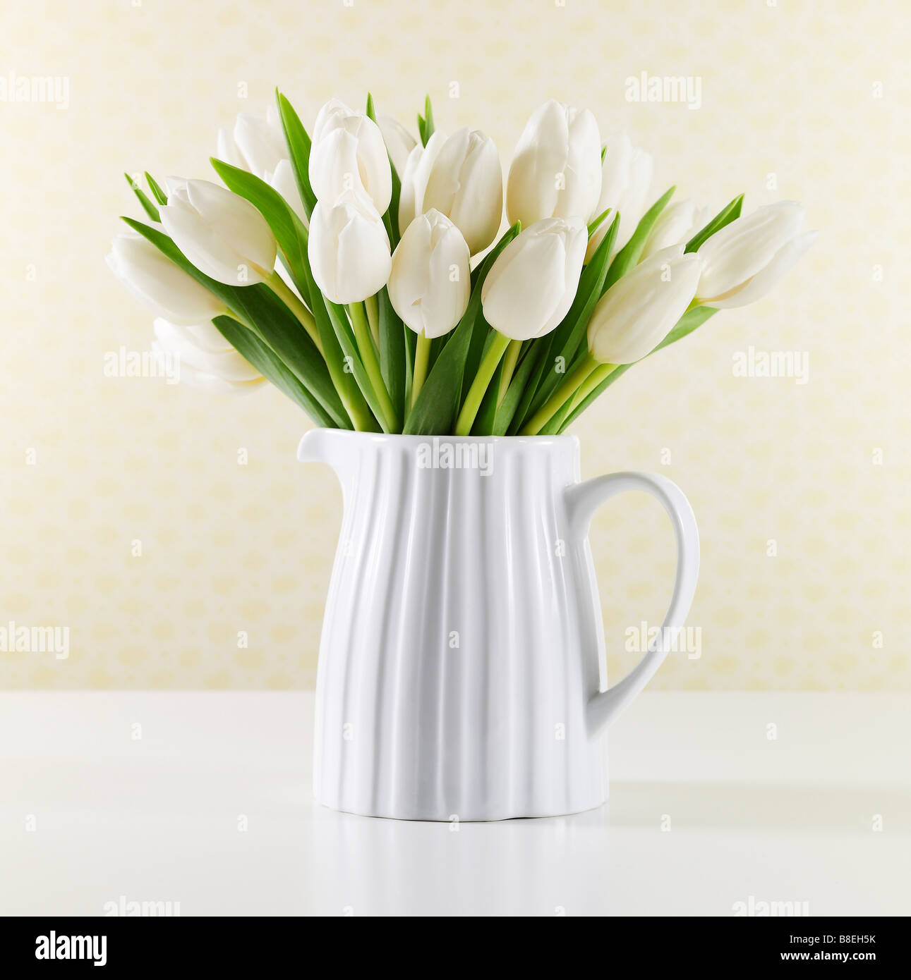 White tulips in a white pitcher Stock Photo - Alamy