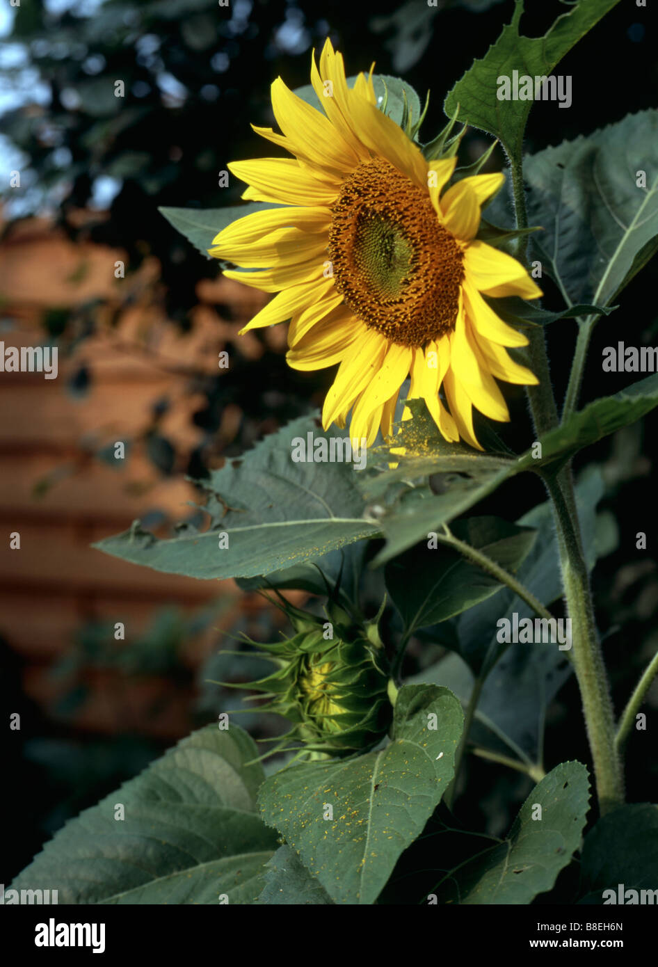 Open Sunflower in Morning Sun Stock Photo - Alamy